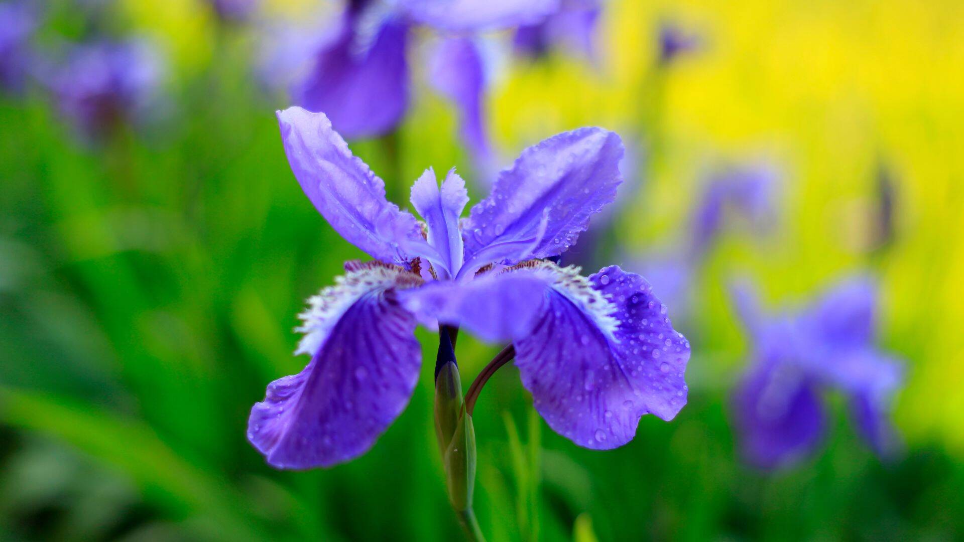 Iris | Producator flori Bucuresti - Sere cu flori de vanzare Bucuresti ...
